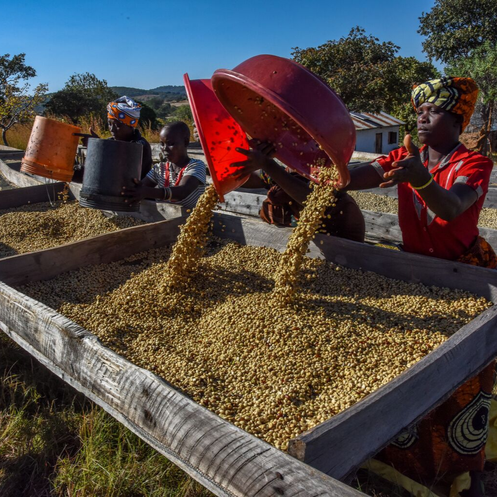 Our Story – Sweet Unity Farms Coffee